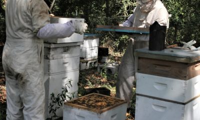 What You Need to Know About Apiary Layout - Backyard Beekeeping